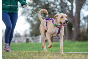 15 Behaviours That Show Your Dog Is An Alpha - Dog Breed Pro