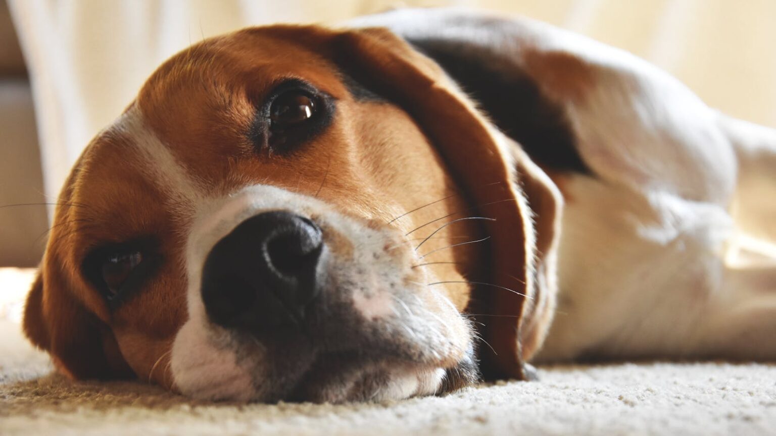 Top 15 Most Common Dog Breeds in California - Dog Breed Pro