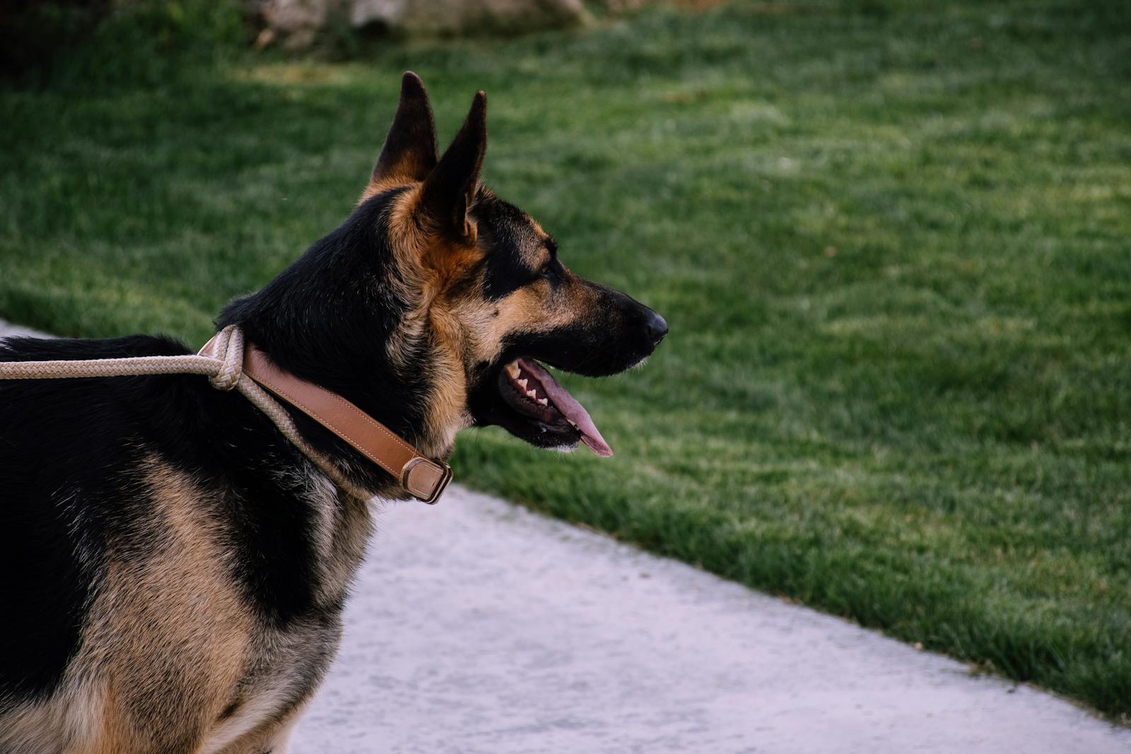Top 15 Most Common Dog Breeds in California - Dog Breed Pro