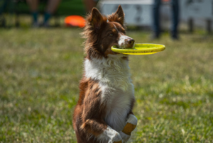 15 Behaviours That Show Your Dog Is An Alpha - Dog Breed Pro