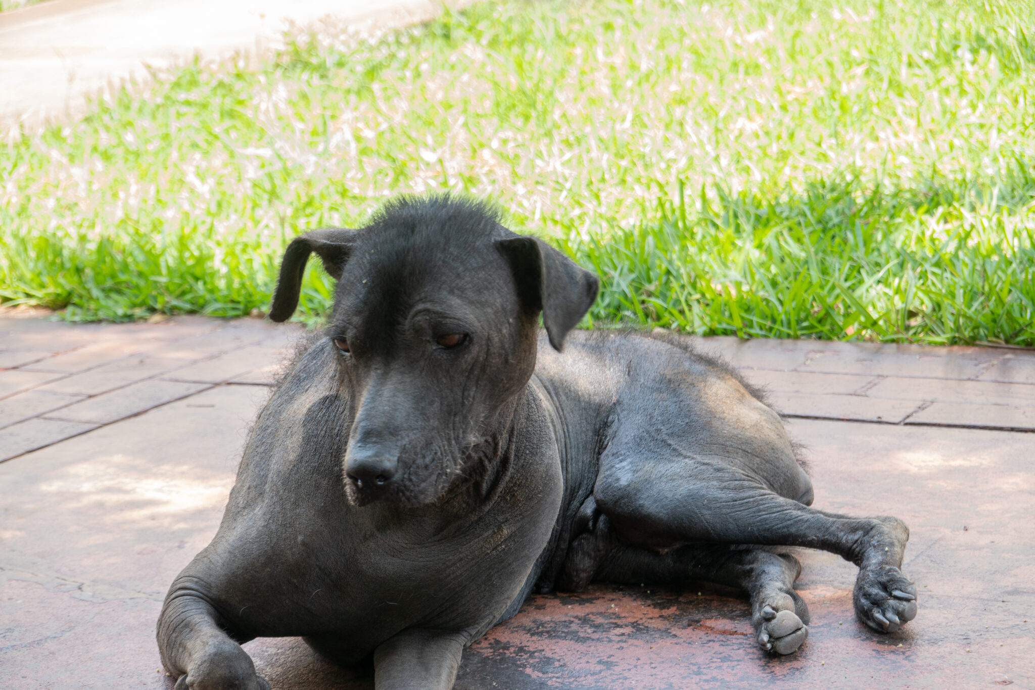 15 Interesting Facts About the Peruvian Hairless Dog - Dog Breed Pro