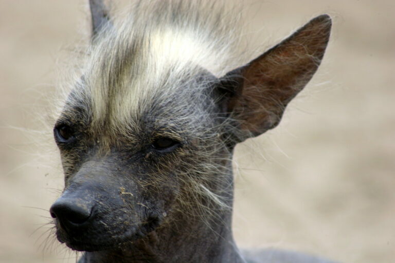 15 Interesting Facts About the Peruvian Hairless Dog - Dog Breed Pro
