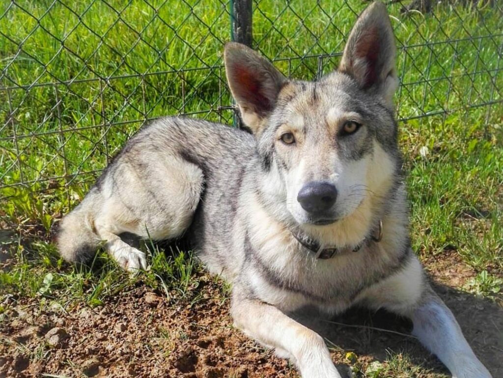 14 Dog Breeds That Look Like Wolves - Dog Breed Pro