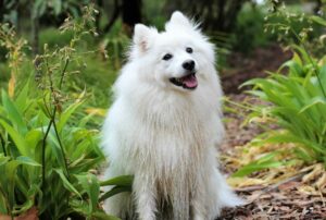 Get to Know the German Spitz with These 15 Surprising Facts - Dog Breed Pro