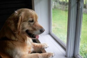 The Hidden Superpowers of Dogs When Sensing Danger - Dog Breed Pro