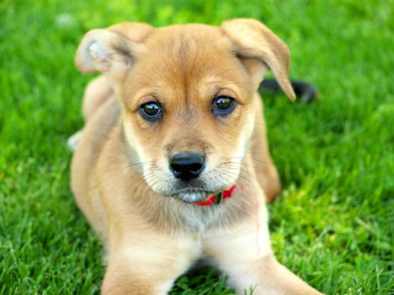 Top 15 Most Common Dog Breeds in California - Dog Breed Pro