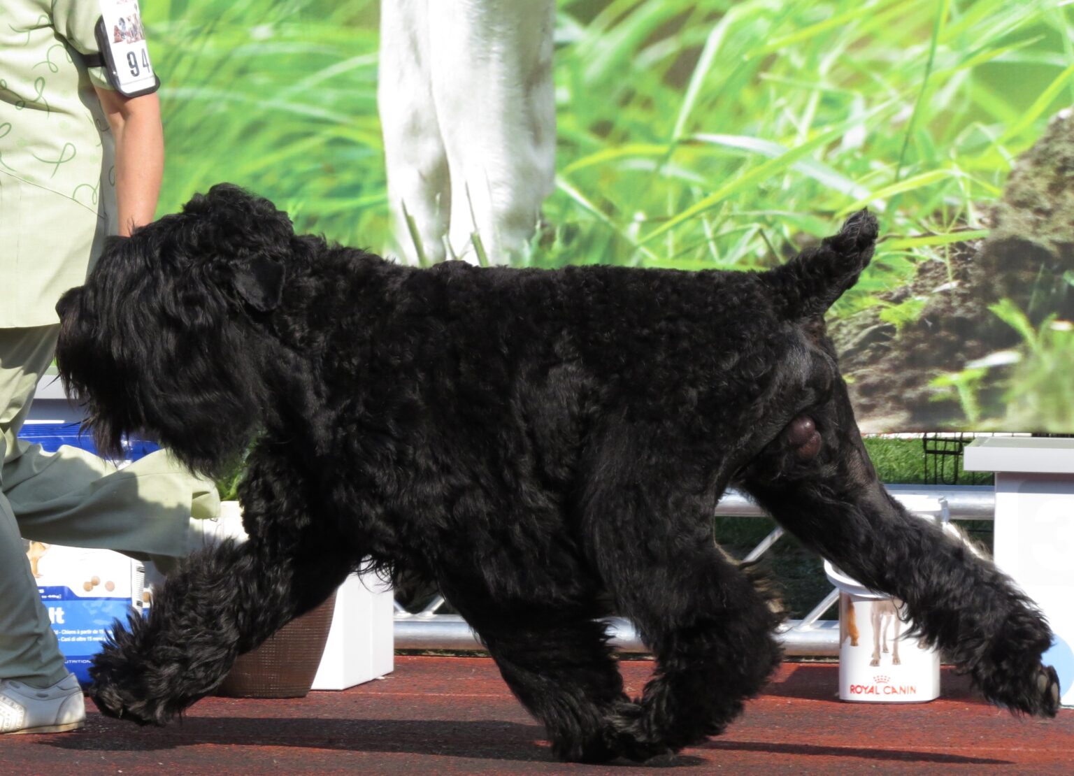 15 Interesting Facts About the Black Russian Terrier - Dog Breed Pro