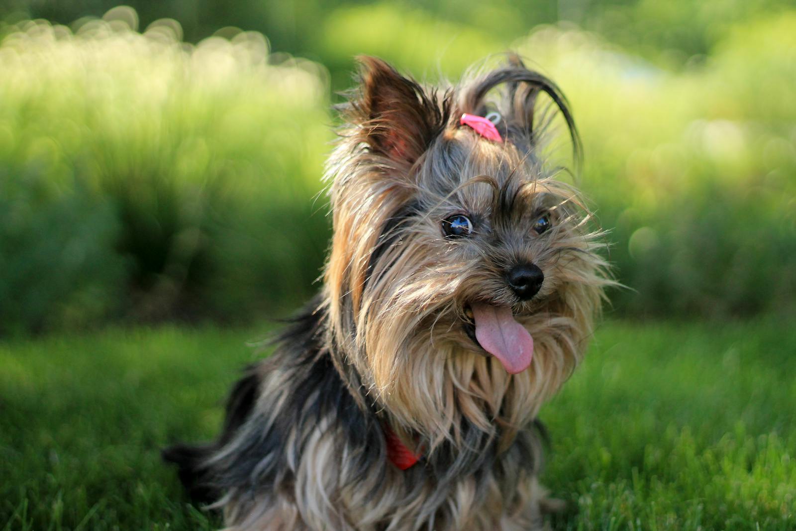 Top 15 Most Common Dog Breeds in California - Dog Breed Pro