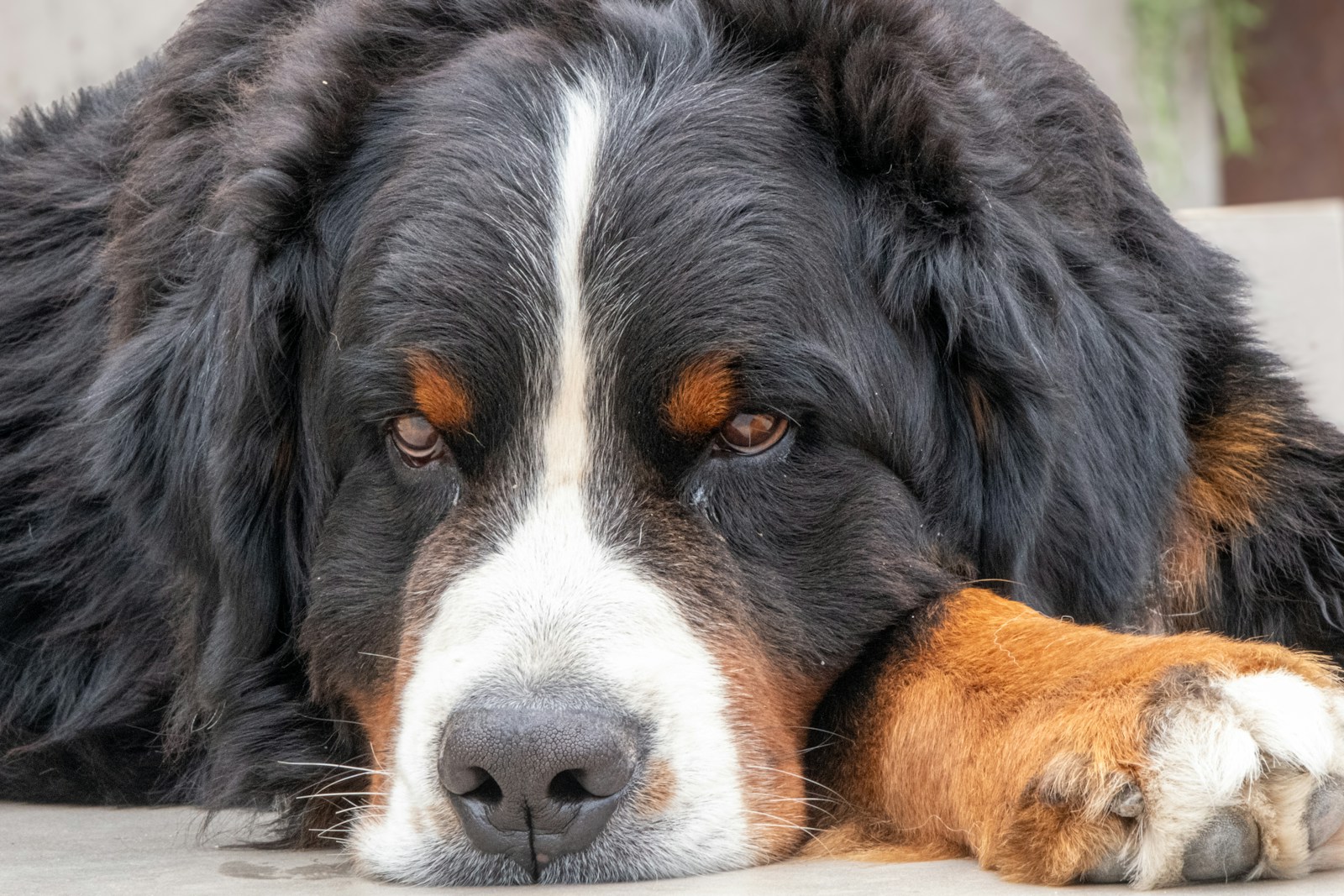15 Risks of Leaving Your Dog Alone for Too Long - Dog Breed Pro