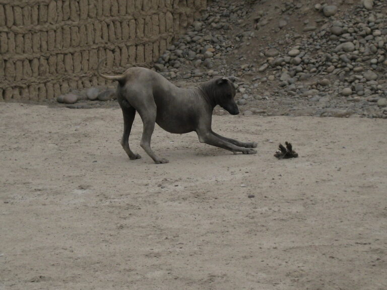 15 Interesting Facts About the Peruvian Hairless Dog - Dog Breed Pro