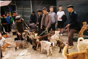 15 Behaviours That Show Your Dog Is An Alpha - Dog Breed Pro