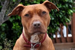 10 Ways to Identify Purebred American Pitbulls - Dog Breed Pro