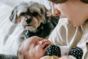 15 Behaviours That Show Your Dog Is An Alpha - Dog Breed Pro