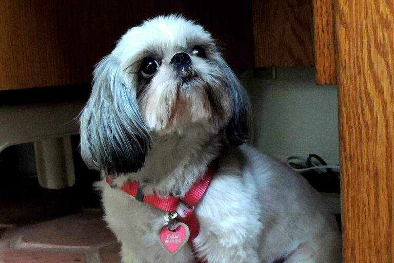 Top 15 Most Common Dog Breeds in Europe - Dog Breed Pro