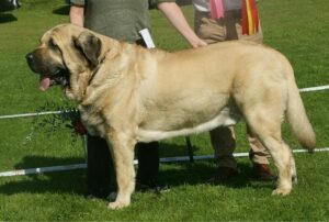 15 Exceptional Livestock Guardian Dogs for Your Flock - Dog Breed Pro