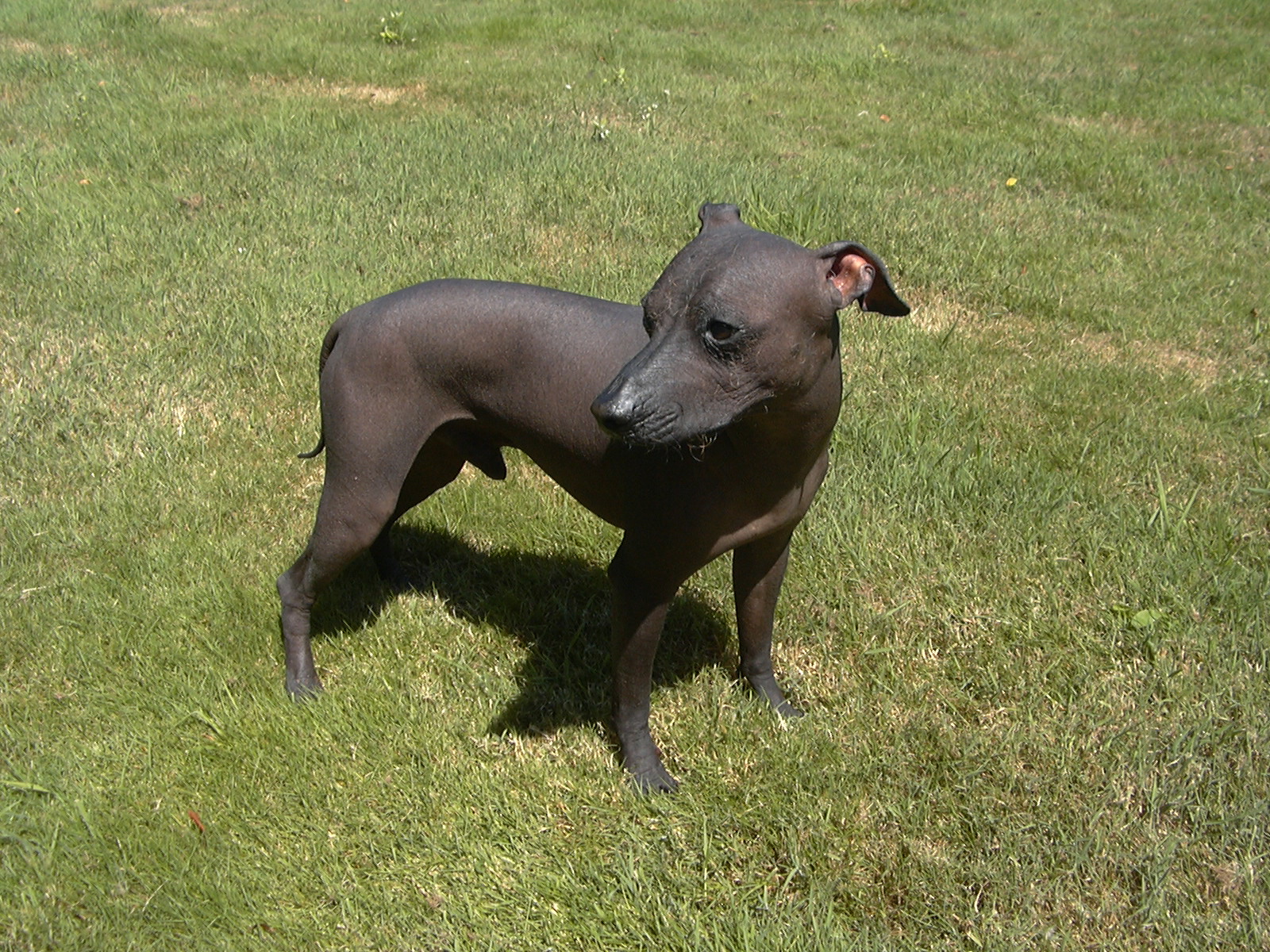 15 Interesting Facts About the Peruvian Hairless Dog - Dog Breed Pro