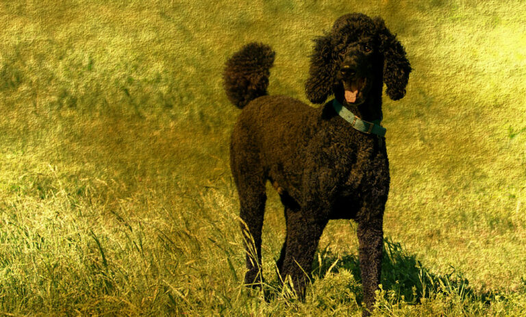 15 Interesting Facts About Poodles - Dog Breed Pro