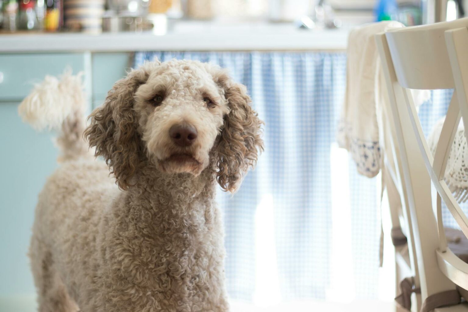 Top 15 Most Common Dog Breeds in California - Dog Breed Pro