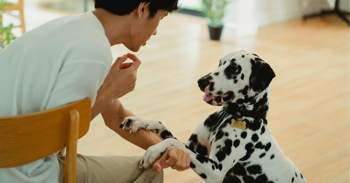 15 Ways Dogs Love to Hear You Talk To Them - Dog Breed Pro