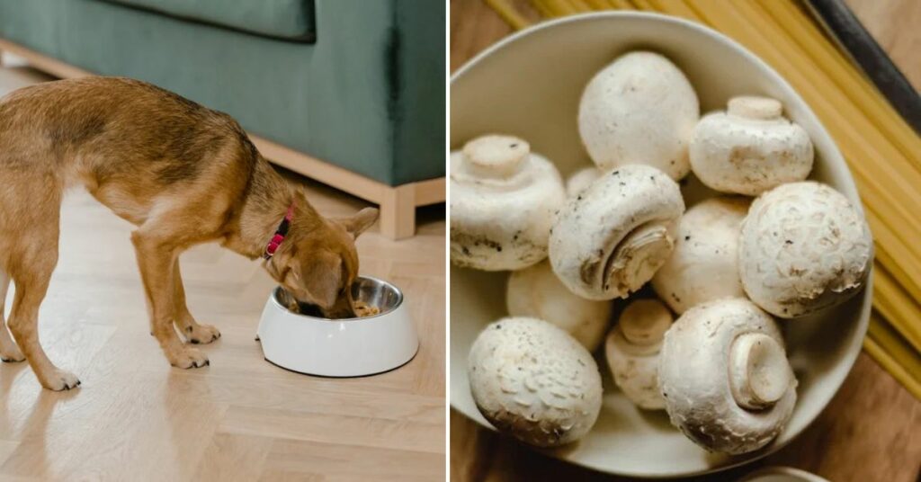 15 Stunning Sable Dog Breeds You’ll Fall in Love With - Dog Breed Pro