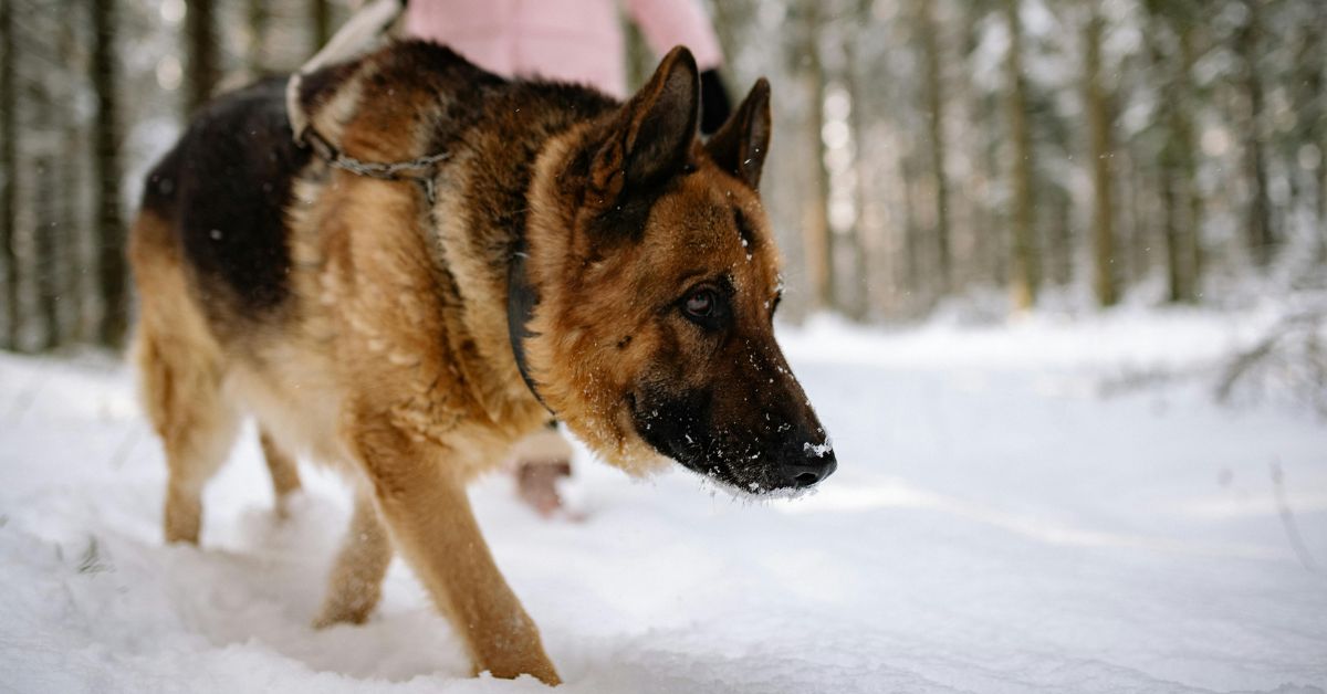 15 Dog Breeds with Mind-Blowing Memory Abilities - Dog Breed Pro