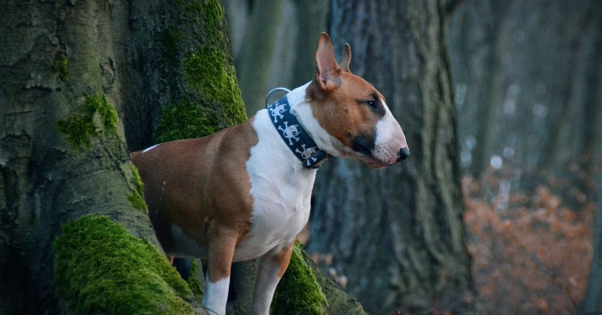 15 Appealing Bull Terrier Facts - Dog Breed Pro