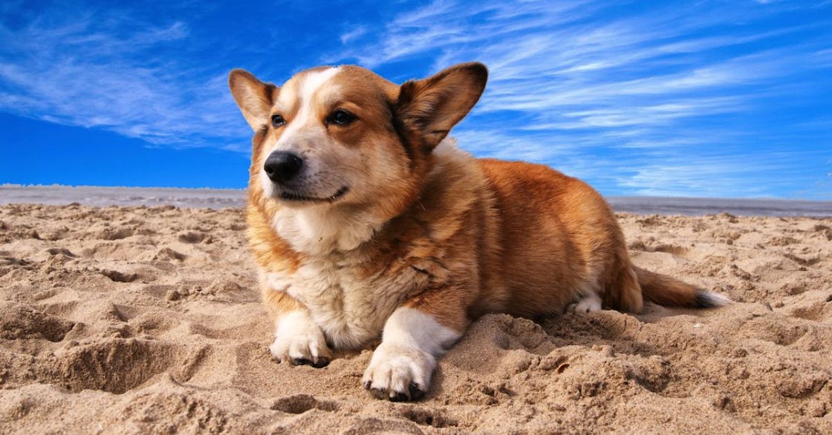 15 Facts About Corgis That Will Make You Want One - Dog Breed Pro
