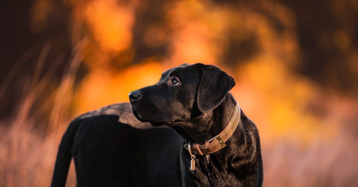 15 Steps to Mastering Off-Leash Training and Etiquette - Dog Breed Pro