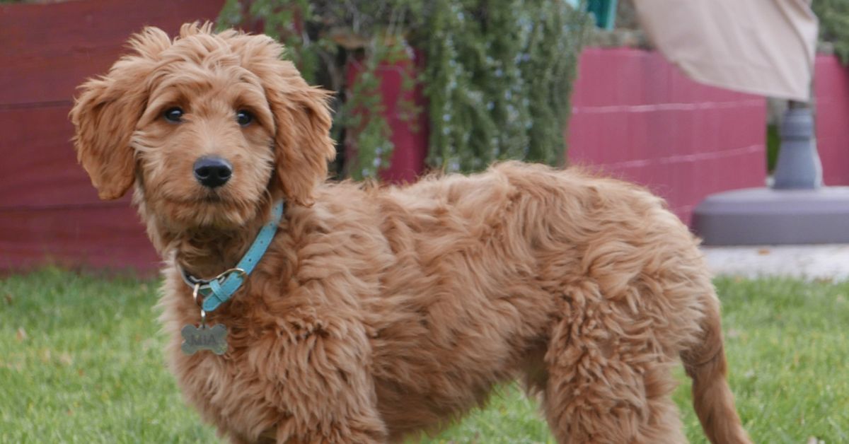 A Complete Guide to Doodle Dogs: Facts, Traits, and Care Tips - Dog ...