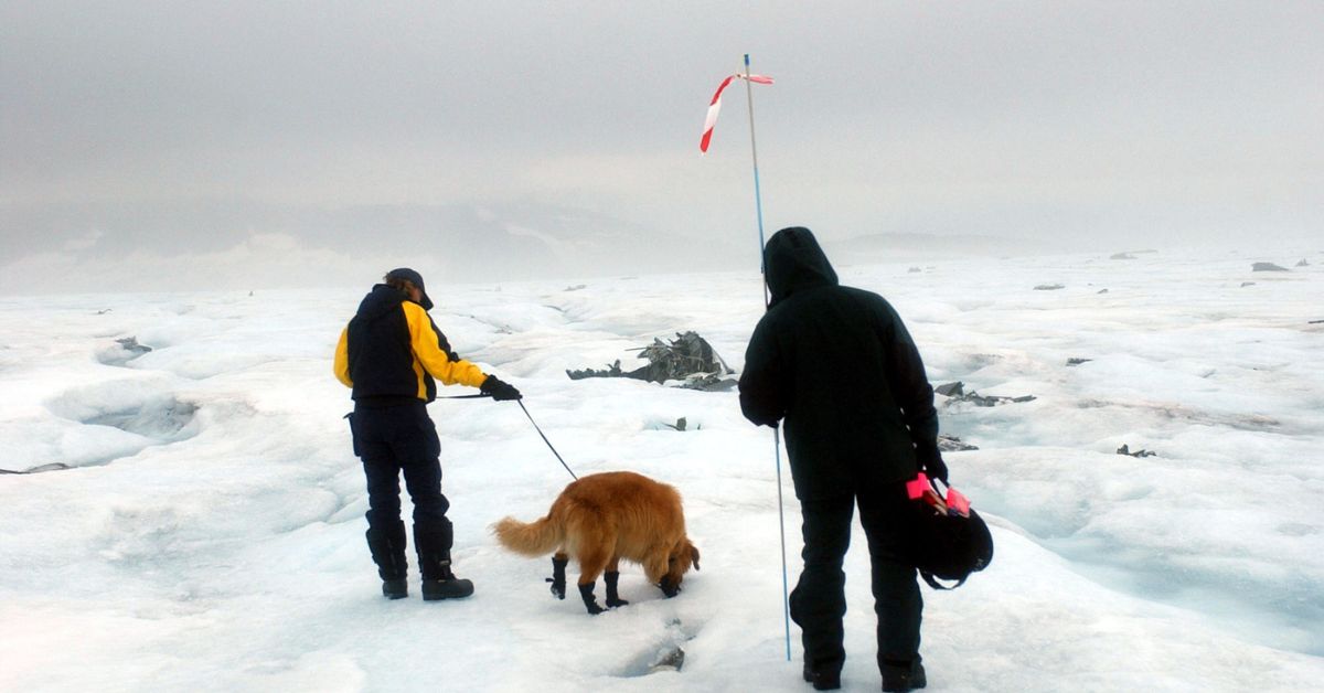 15 Jobs Where Dogs Use Their Amazing Smell Skills - Dog Breed Pro