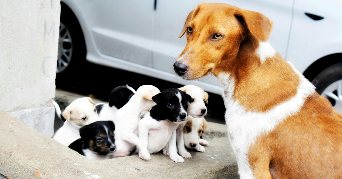 Why Do Mother Dogs Abandon Their Puppies? Signs And Reasons - Dog Breed Pro