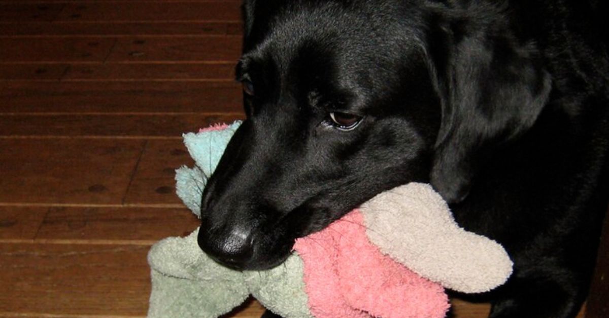 Why Your Dog Loves to Steal Socks and What Can Do - Dog Breed Pro