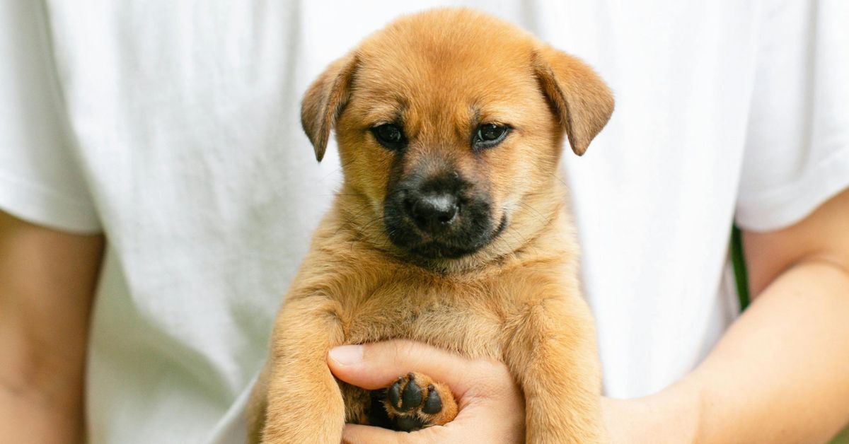 Understanding Mange in Dogs and Effective Healing Methods - Dog Breed Pro