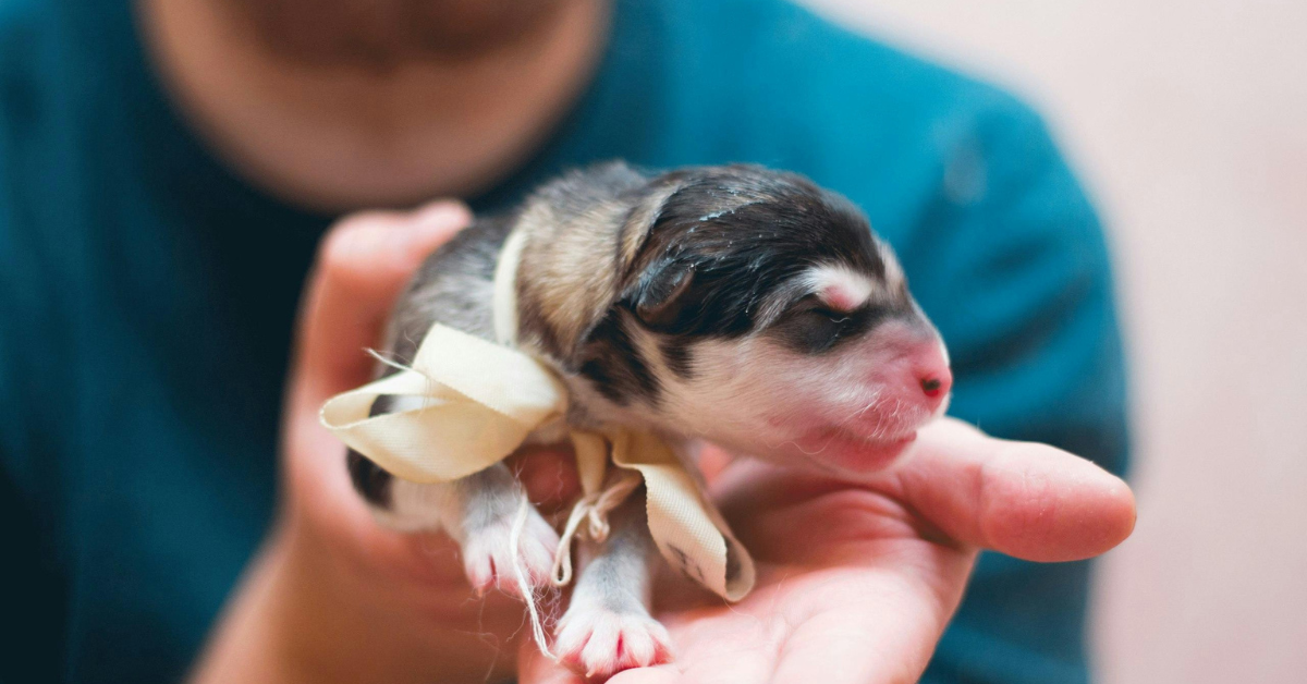 15 Ways to Ensure You Choose a Responsible Dog Breeder - Dog Breed Pro