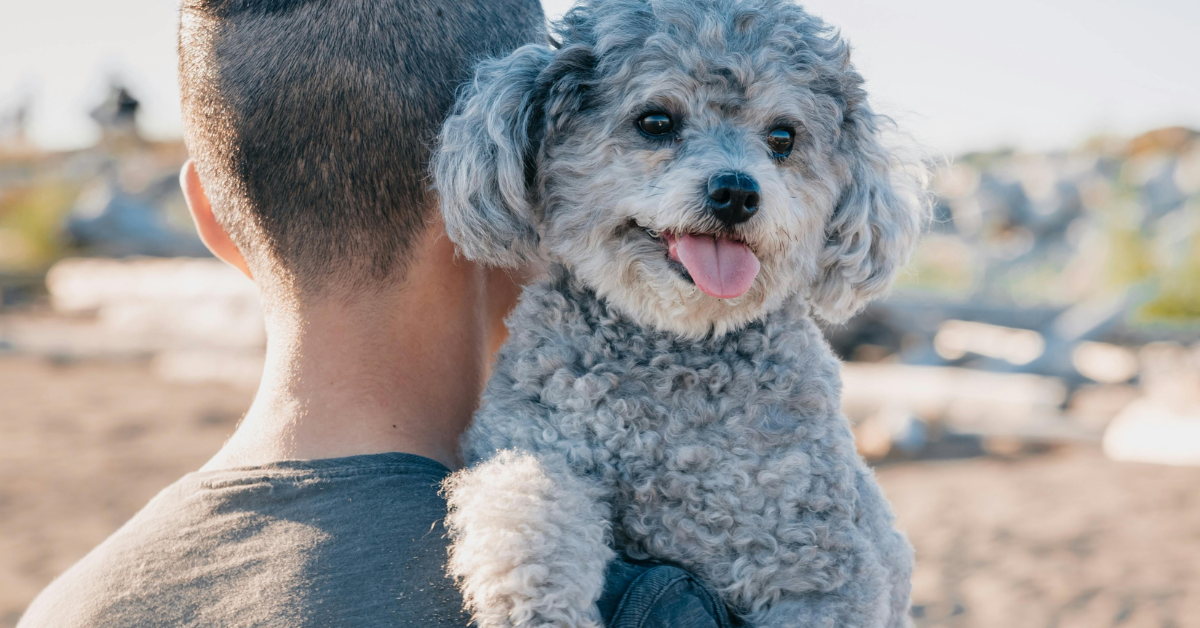 15 Things to Understand About a Dog's Sense of Humor - Dog Breed Pro