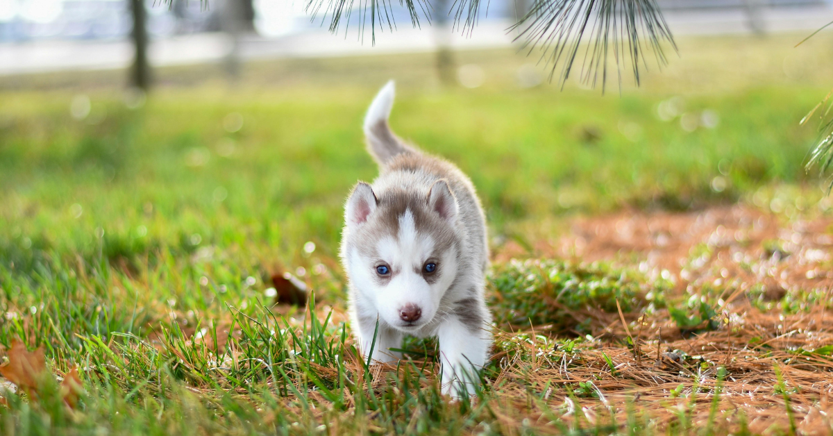 20 Little-Known Facts About Mini Huskies - Dog Breed Pro