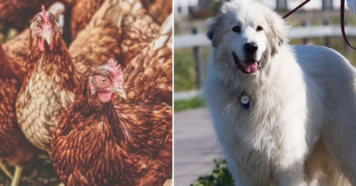 15 Exceptional Livestock Guardian Dogs for Your Flock - Dog Breed Pro