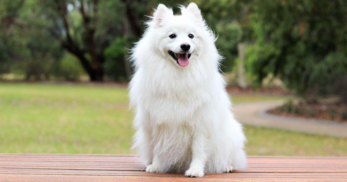 Get to Know the German Spitz with These 15 Surprising Facts - Dog Breed Pro