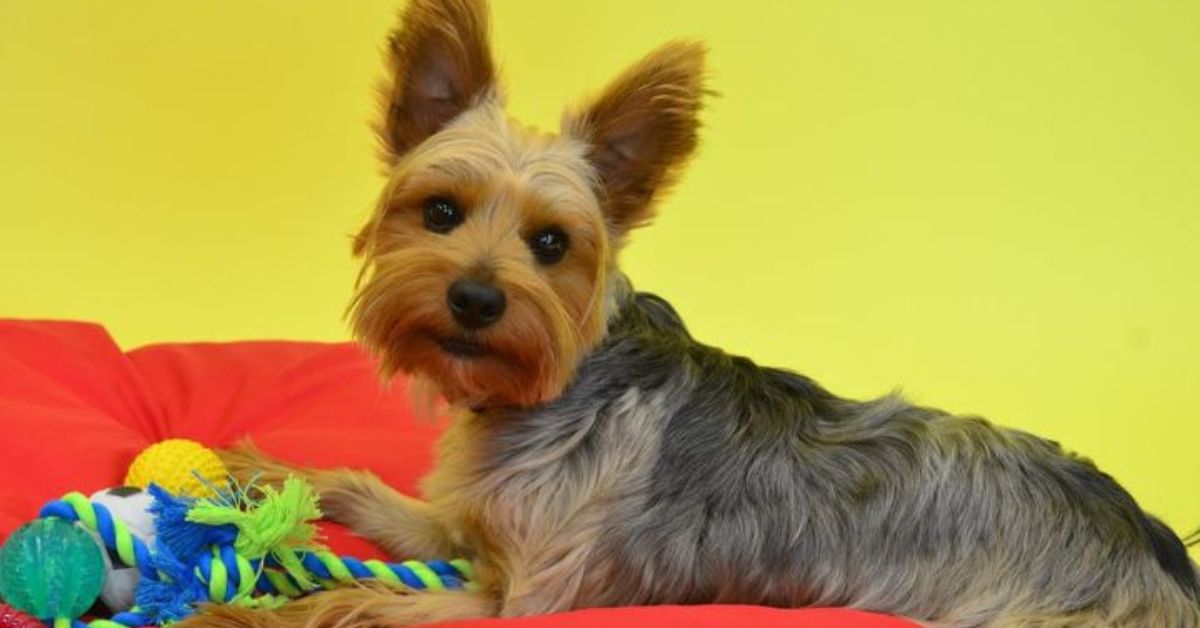 15 Reasons Why Dogs Tilt Their Heads and What It Means - Dog Breed Pro