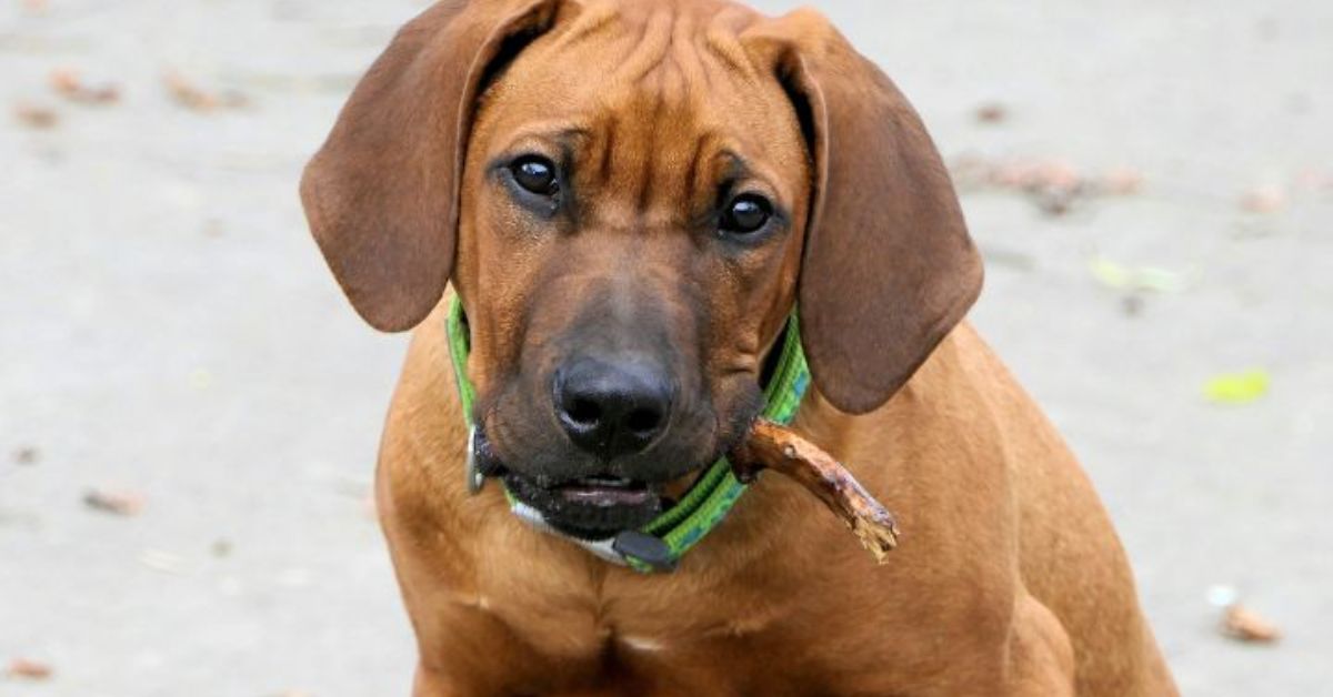 City Life and Its Challenges With a Rhodesian Ridgeback - Dog Breed Pro