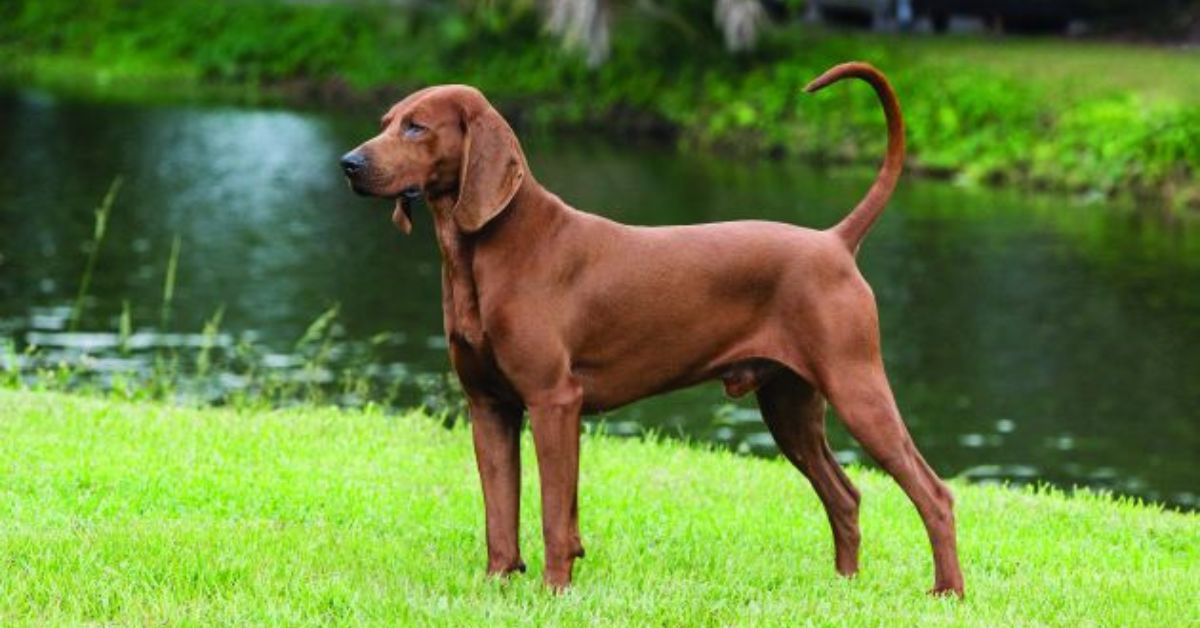 15 Interesting Traits of Coonhounds You Should Know - Dog Breed Pro