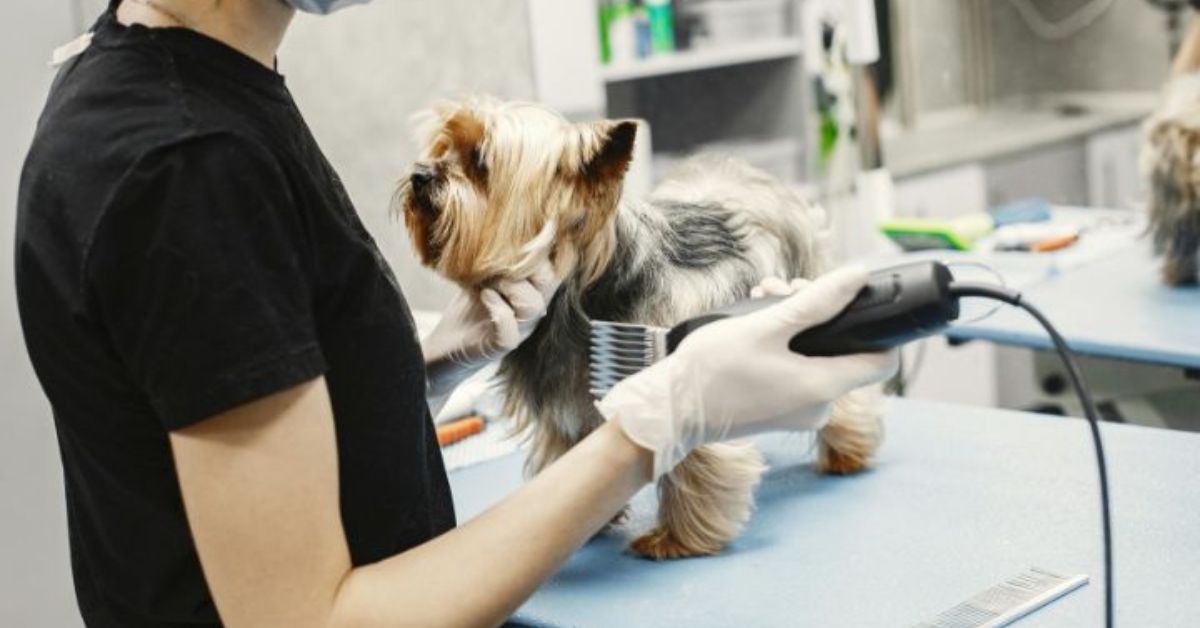 15 Ways to Confirm Your Dog’s Groomer is a Great Fit - Dog Breed Pro