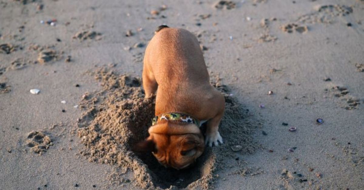 15 Surprising Reasons Dogs Can't Resist Digging Holes - Dog Breed Pro