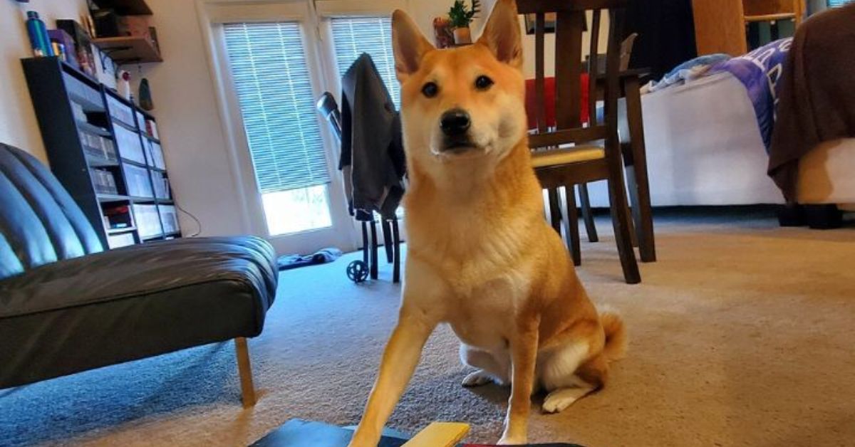 15 Dog Breeds That Are Natural Cleaners - Dog Breed Pro