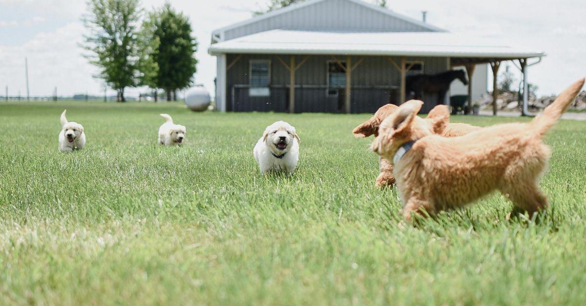 10 Things to Consider Before Organizing a Puppy Play Date - Dog Breed Pro