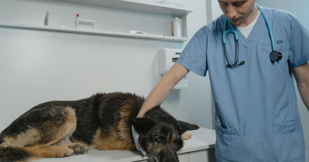 What You Need to Know About Pet Insurance Coverage and Exclusions - Dog ...