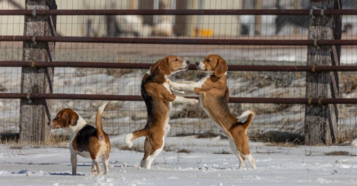 15 Dog Breeds Who Will Challenge Your Creative Side - Dog Breed Pro