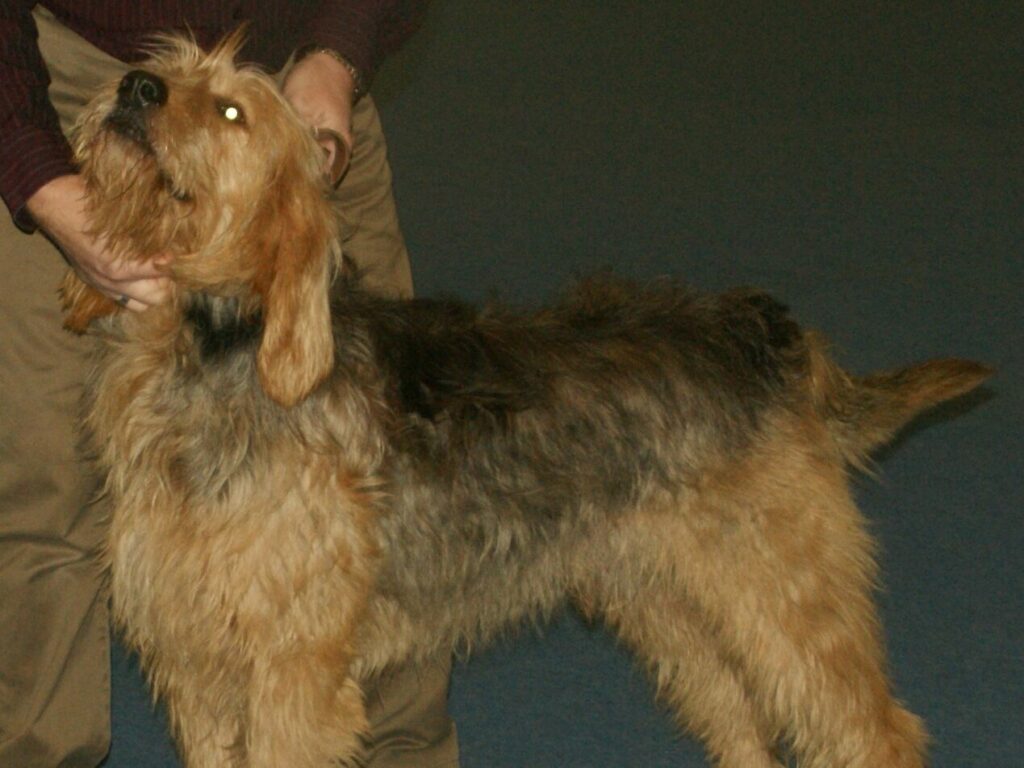 15 Interesting Facts About Otterhound - Dog Breed Pro