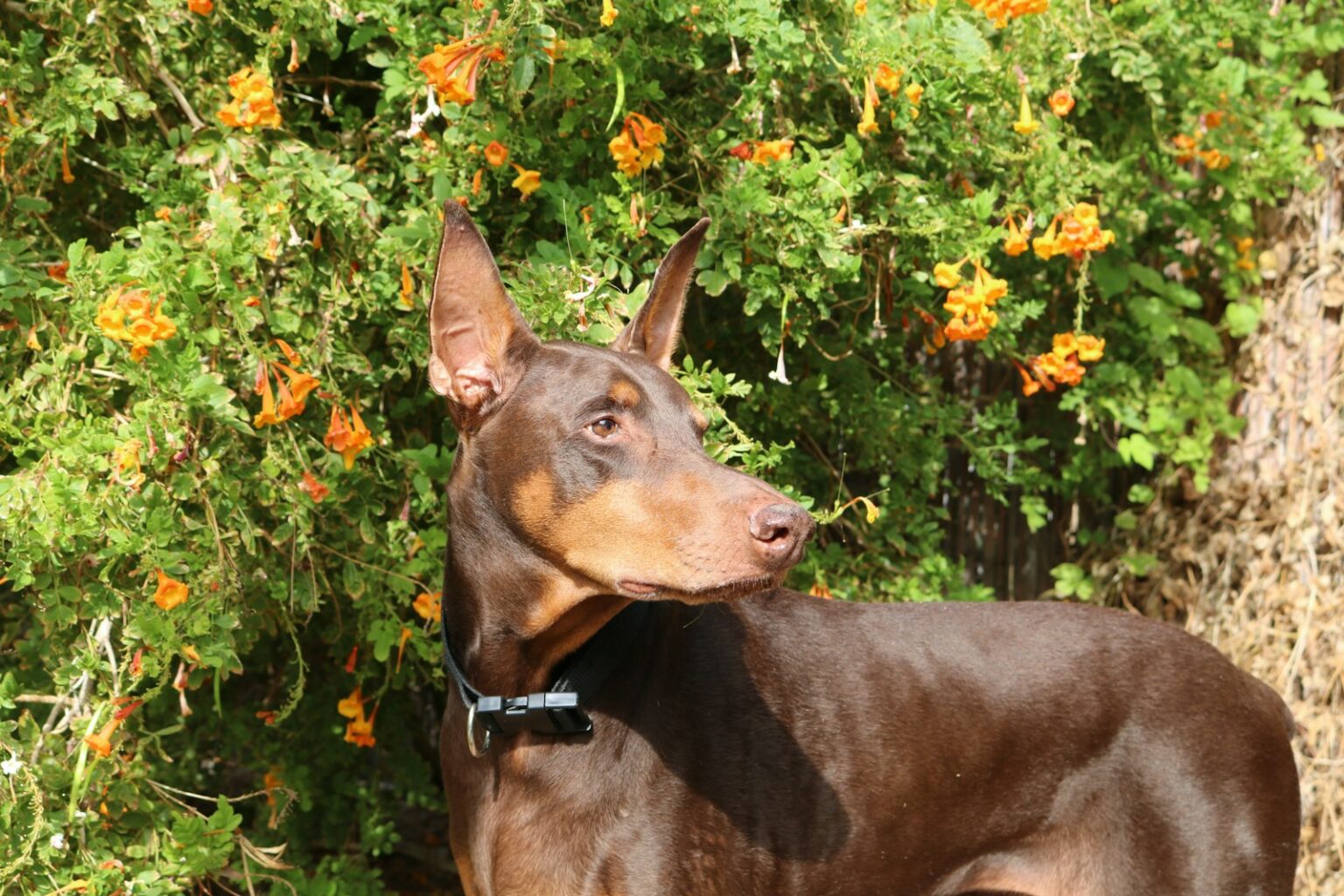 Top 15 Most Common Dog Breeds in California - Dog Breed Pro