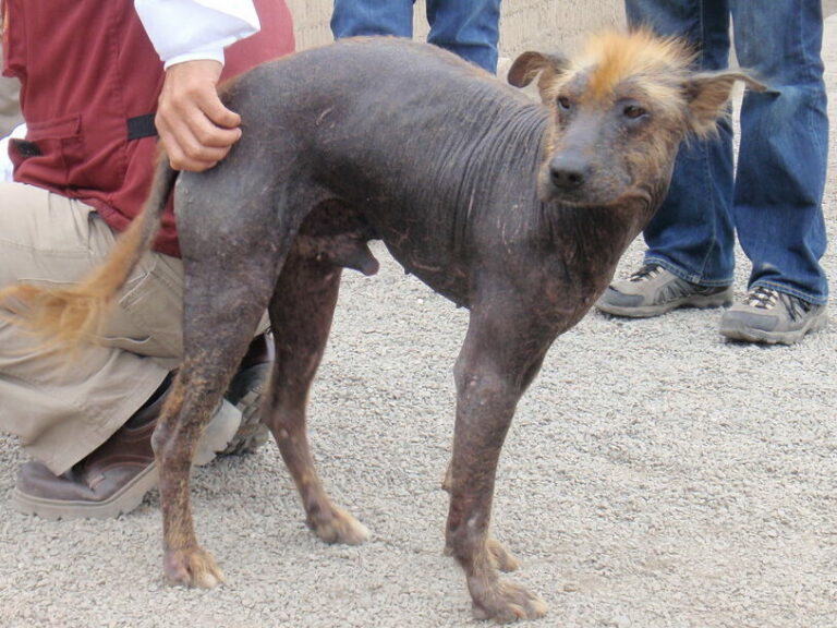 15 Interesting Facts About the Peruvian Hairless Dog - Dog Breed Pro